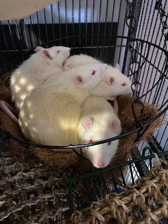 Creating the ultimate rat pad – Liberty Foundation Australia