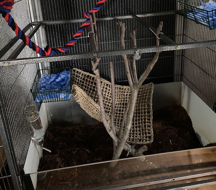 Creating the ultimate rat pad – Liberty Foundation Australia