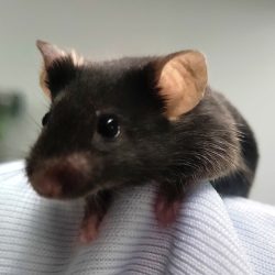 Build a first-rate mouse house – Liberty Foundation Australia