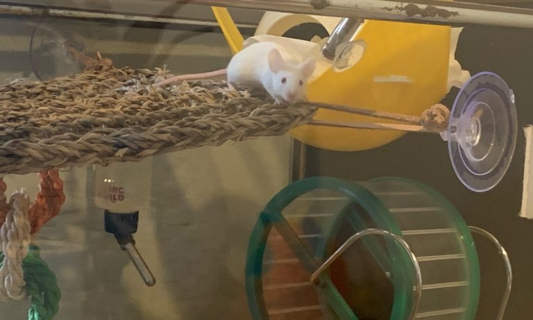 Build a first-rate mouse house – Liberty Foundation Australia