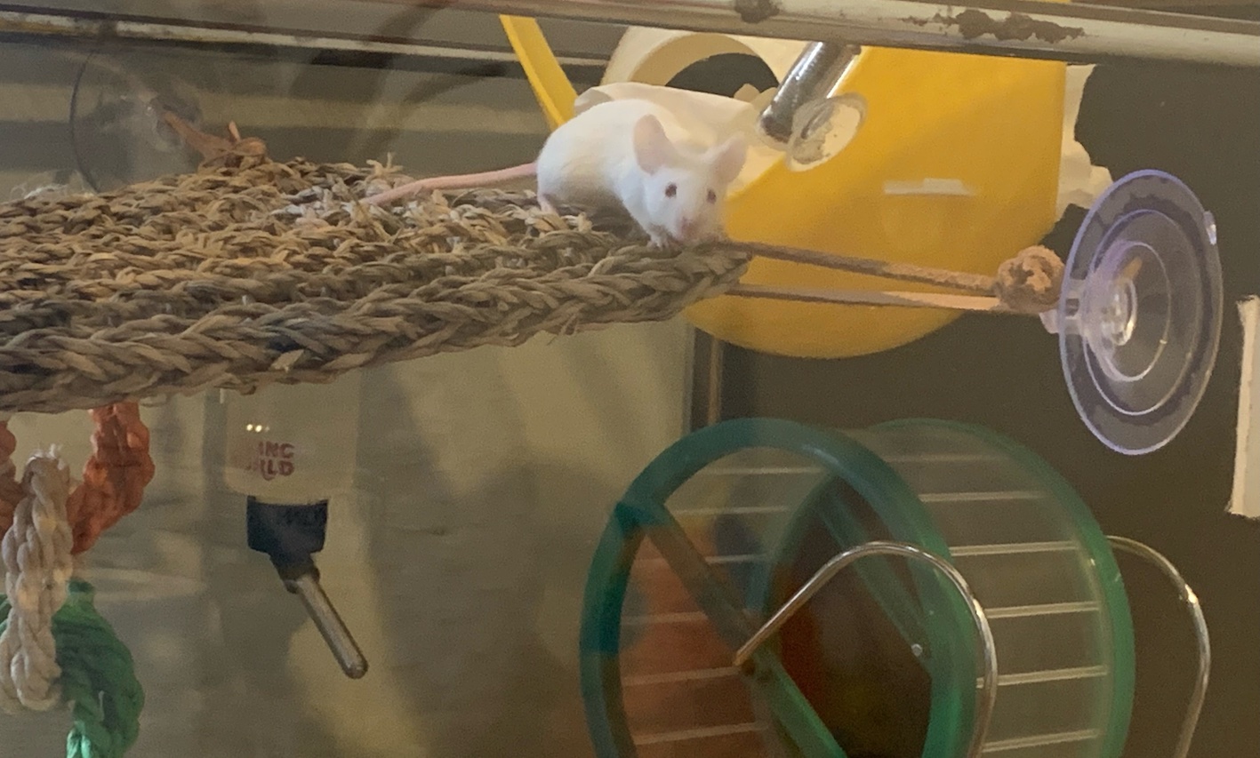 Build a first-rate mouse house – Liberty Foundation Australia