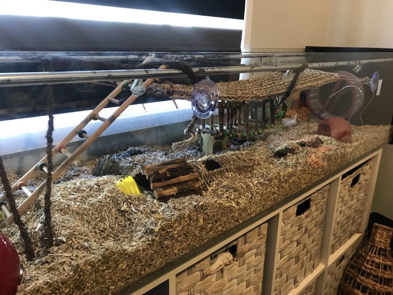 Build a first-rate mouse house – Liberty Foundation Australia
