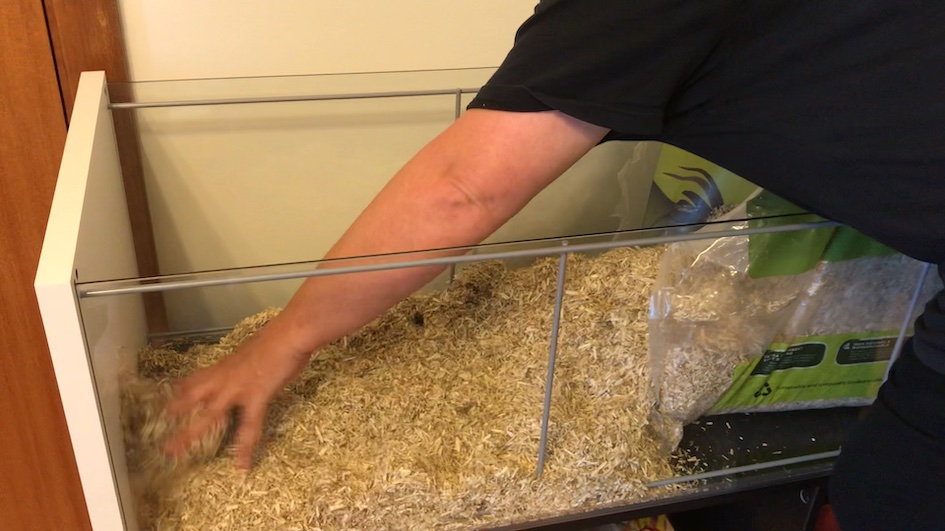 Build a first-rate mouse house – Liberty Foundation Australia